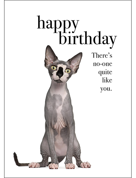 Sphynx Cat Birthday Memes